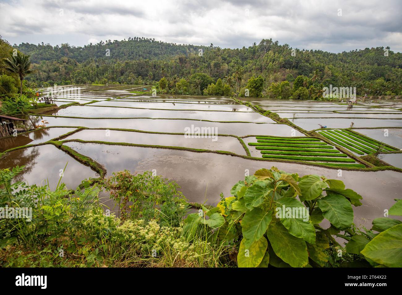 The magical rice terraces in the evening. Here you can see the unique ...