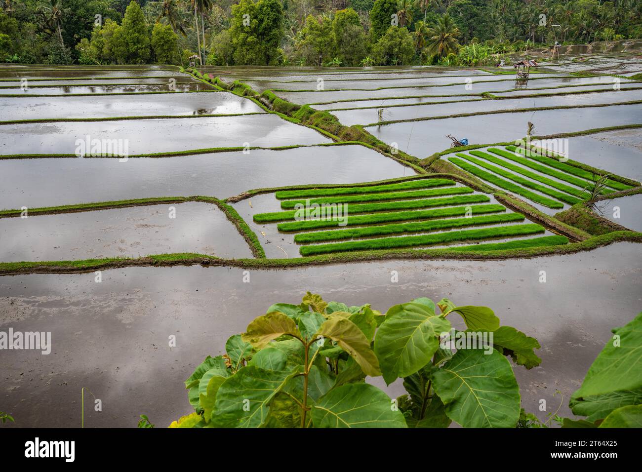 The magical rice terraces in the evening. Here you can see the unique ...
