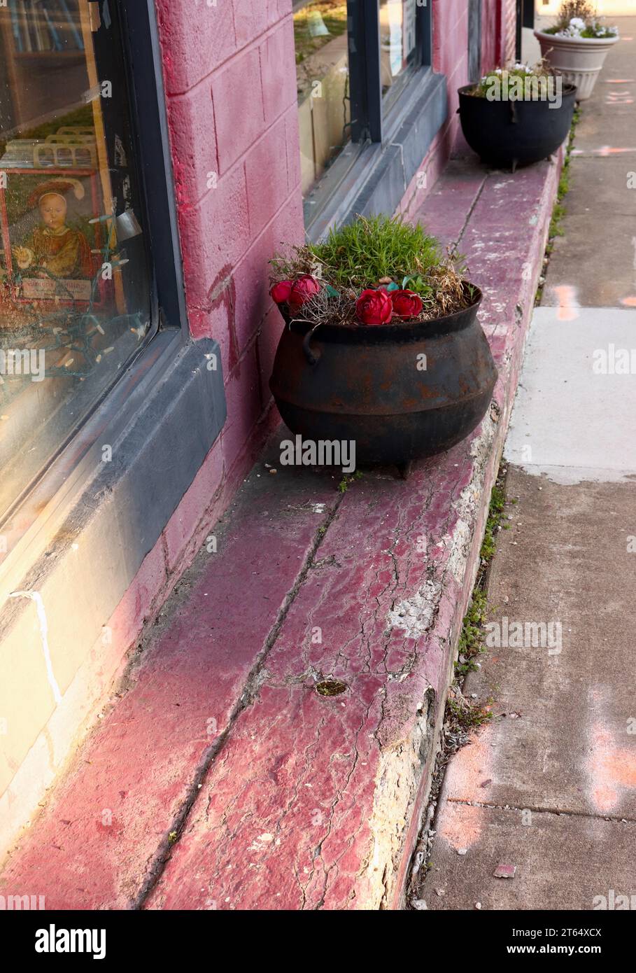 Rose in wood planter hi-res stock photography and images - Alamy