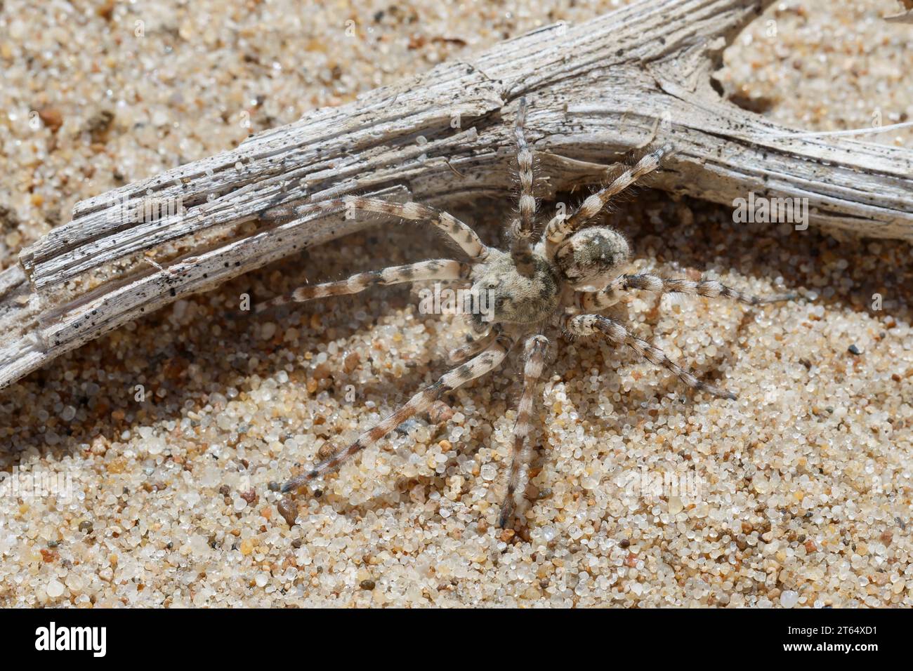Sand-Wolfsspinne, Sand-Wolfspinne, Sandwolfsspinne, Sandwolfspinne ...