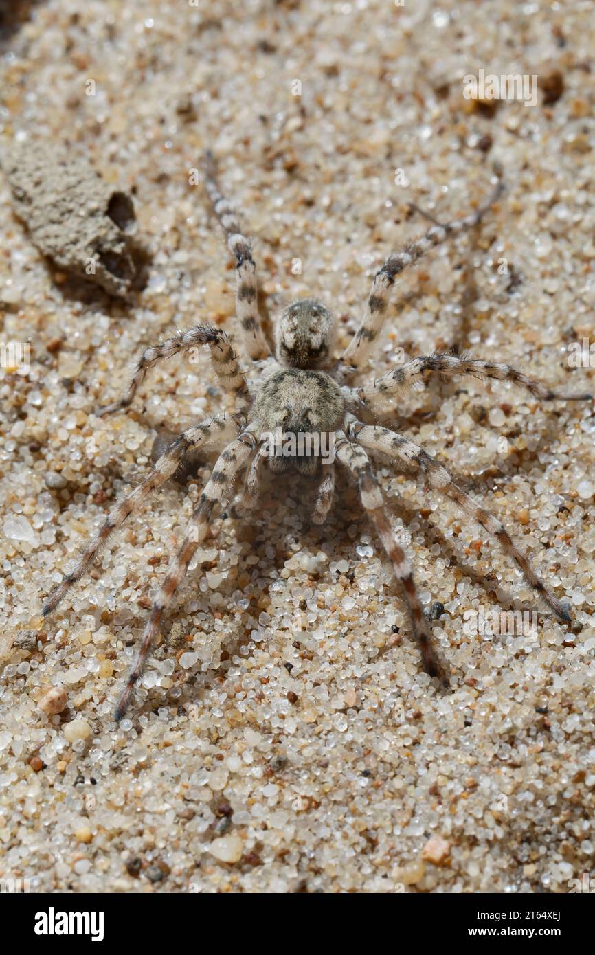 Sand-Wolfsspinne, Sand-Wolfspinne, Sandwolfsspinne, Sandwolfspinne ...