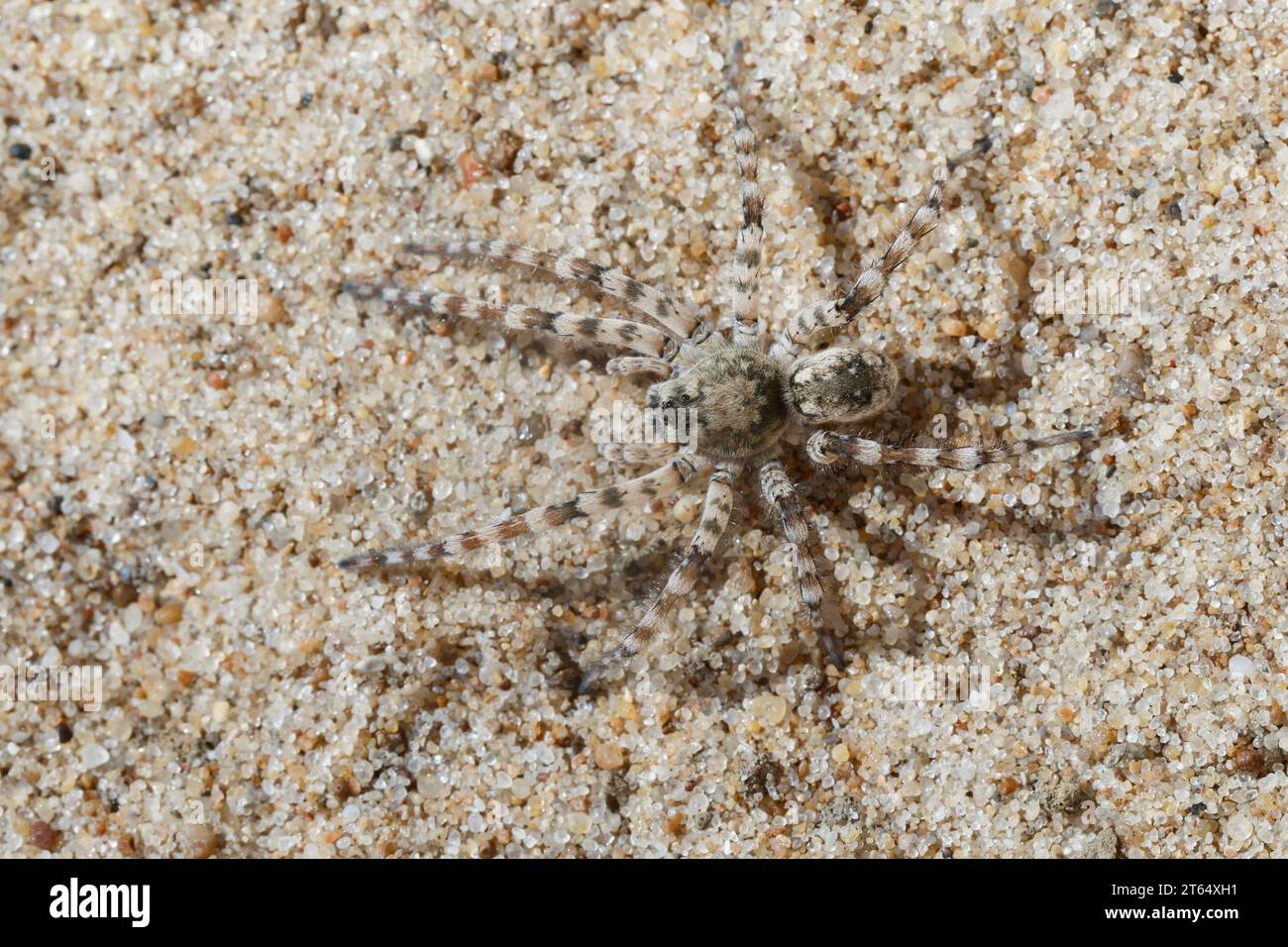 Sandwolfsspinne hi-res stock photography and images - Alamy