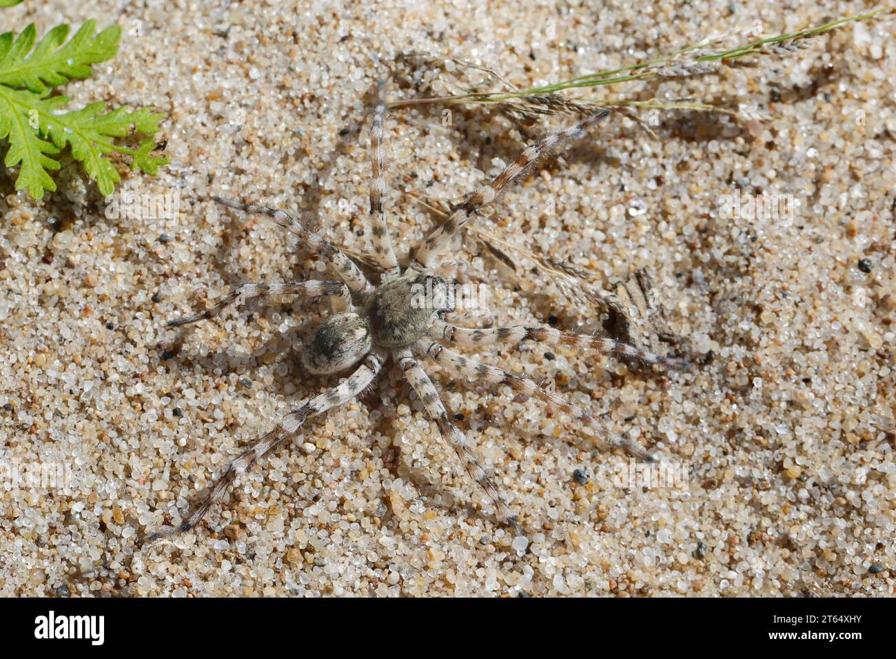 Sand-Wolfsspinne, Sand-Wolfspinne, Sandwolfsspinne, Sandwolfspinne ...