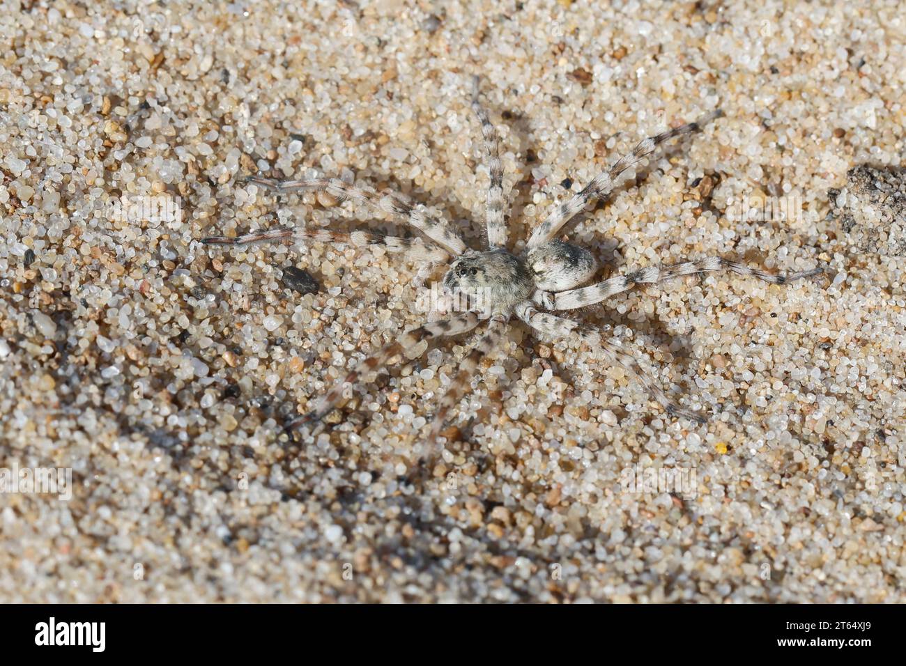 Sand-Wolfsspinne, Sand-Wolfspinne, Sandwolfsspinne, Sandwolfspinne ...