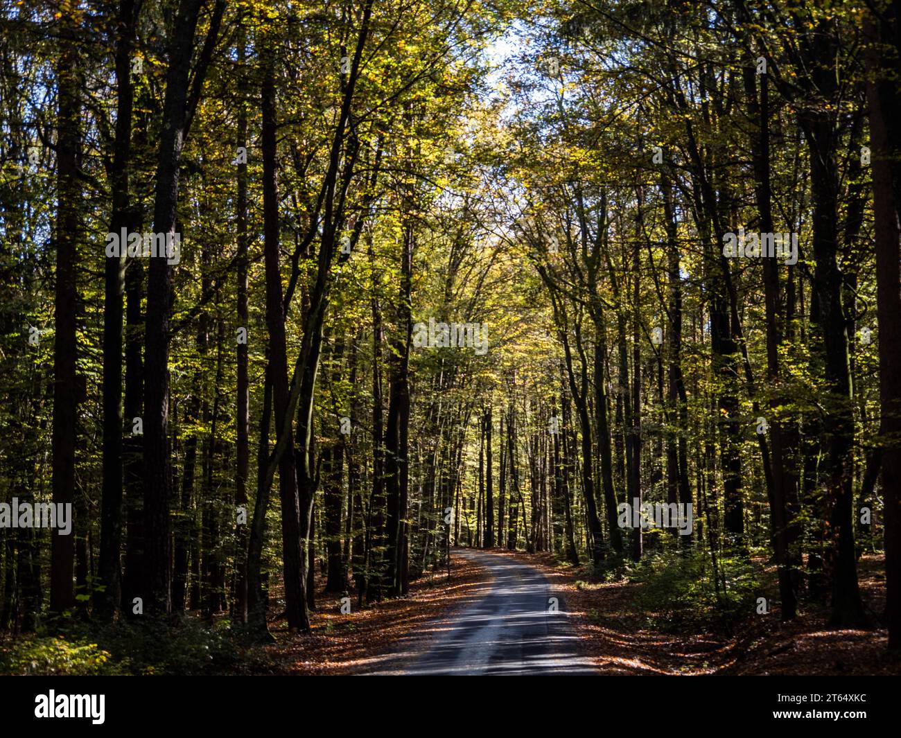Country road leads through autumn forest, near St. Anna am Aigen, south ...