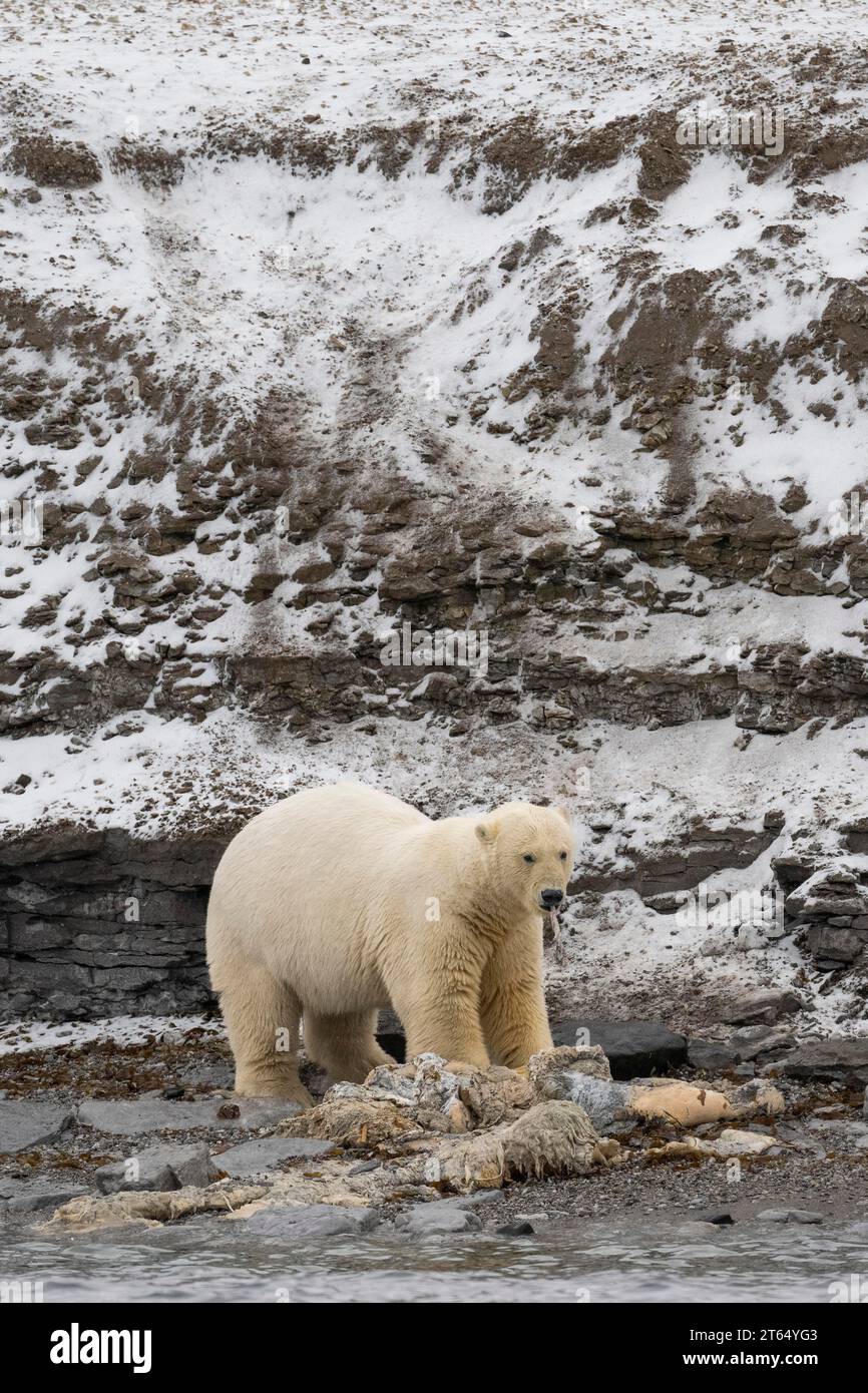 Scavenging polar bear (Ursus maritimus) eating the carcass of a ...