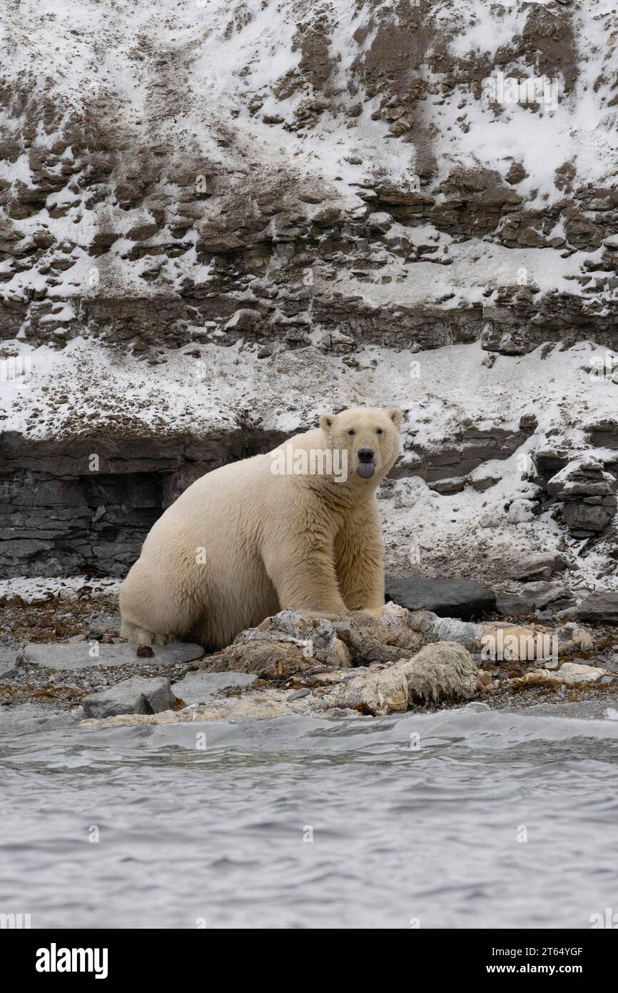Scavenging polar bear (Ursus maritimus) eating the carcass of a ...