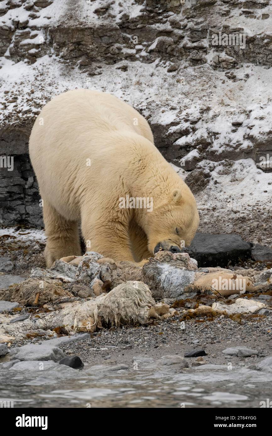 Scavenging polar bear (Ursus maritimus) eating the carcass of a ...