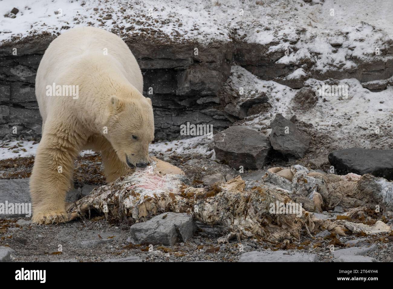 Scavenging polar bear (Ursus maritimus) eating the carcass of a ...
