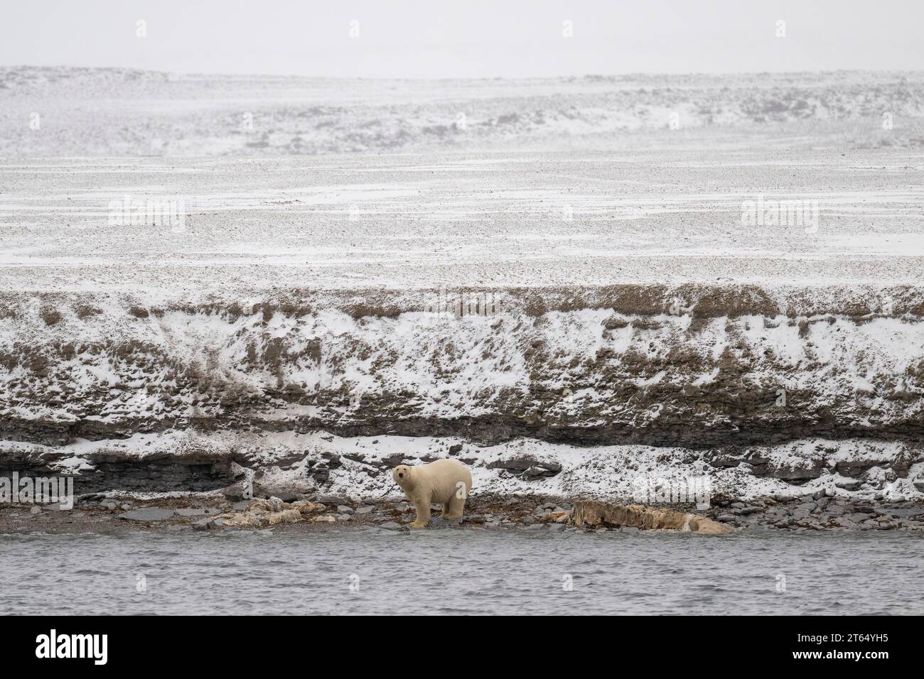 Scavenging polar bear (Ursus maritimus) eating the carcass of a ...