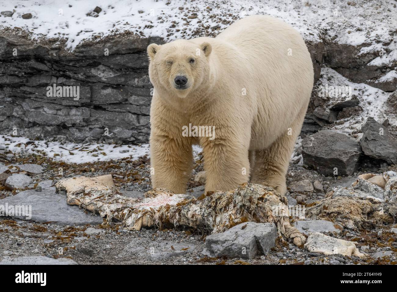 Scavenging polar bear (Ursus maritimus) eating the carcass of a ...