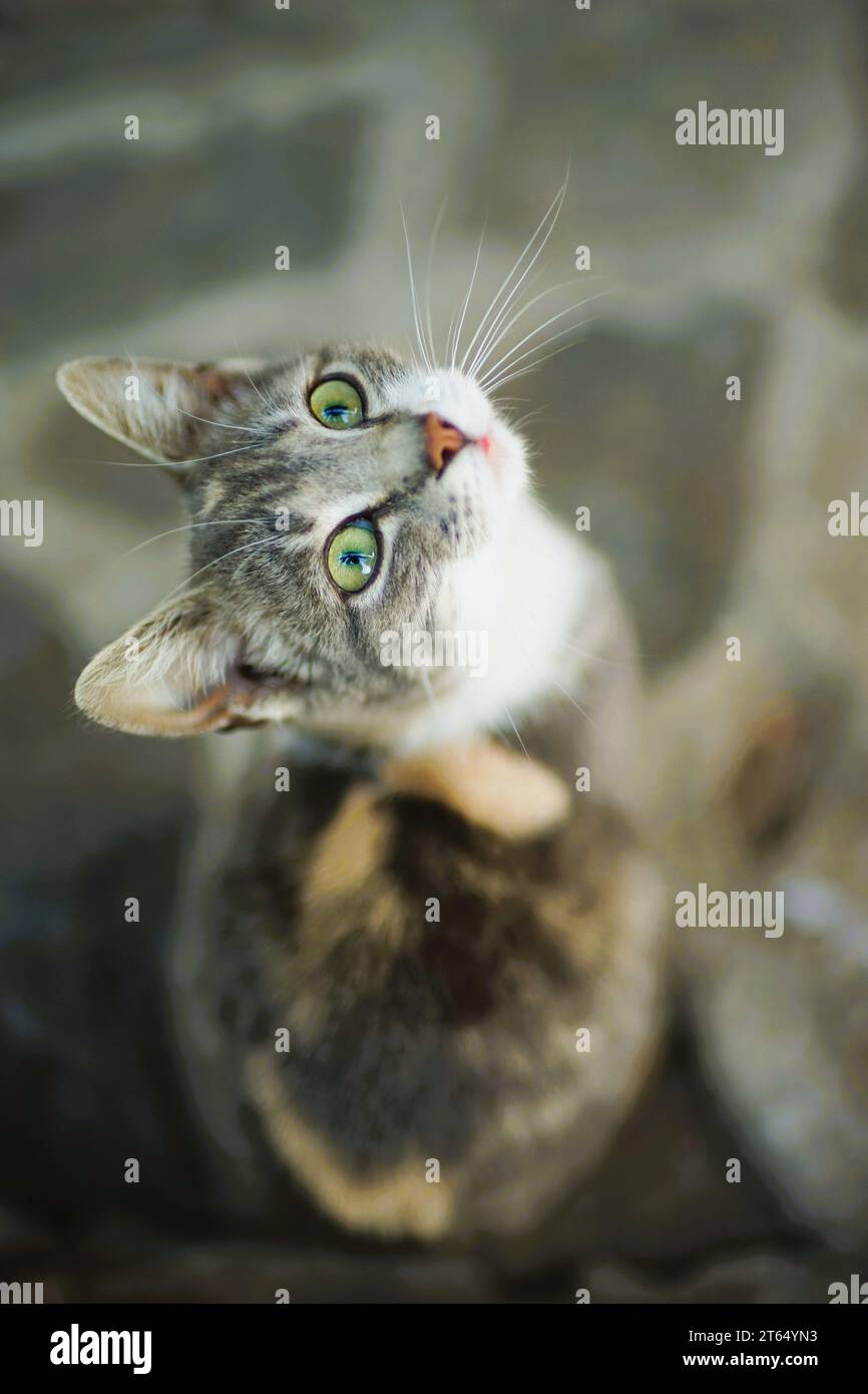 Incredibly beautiful tricolor ash cat portrait outdoor Stock Photo - Alamy