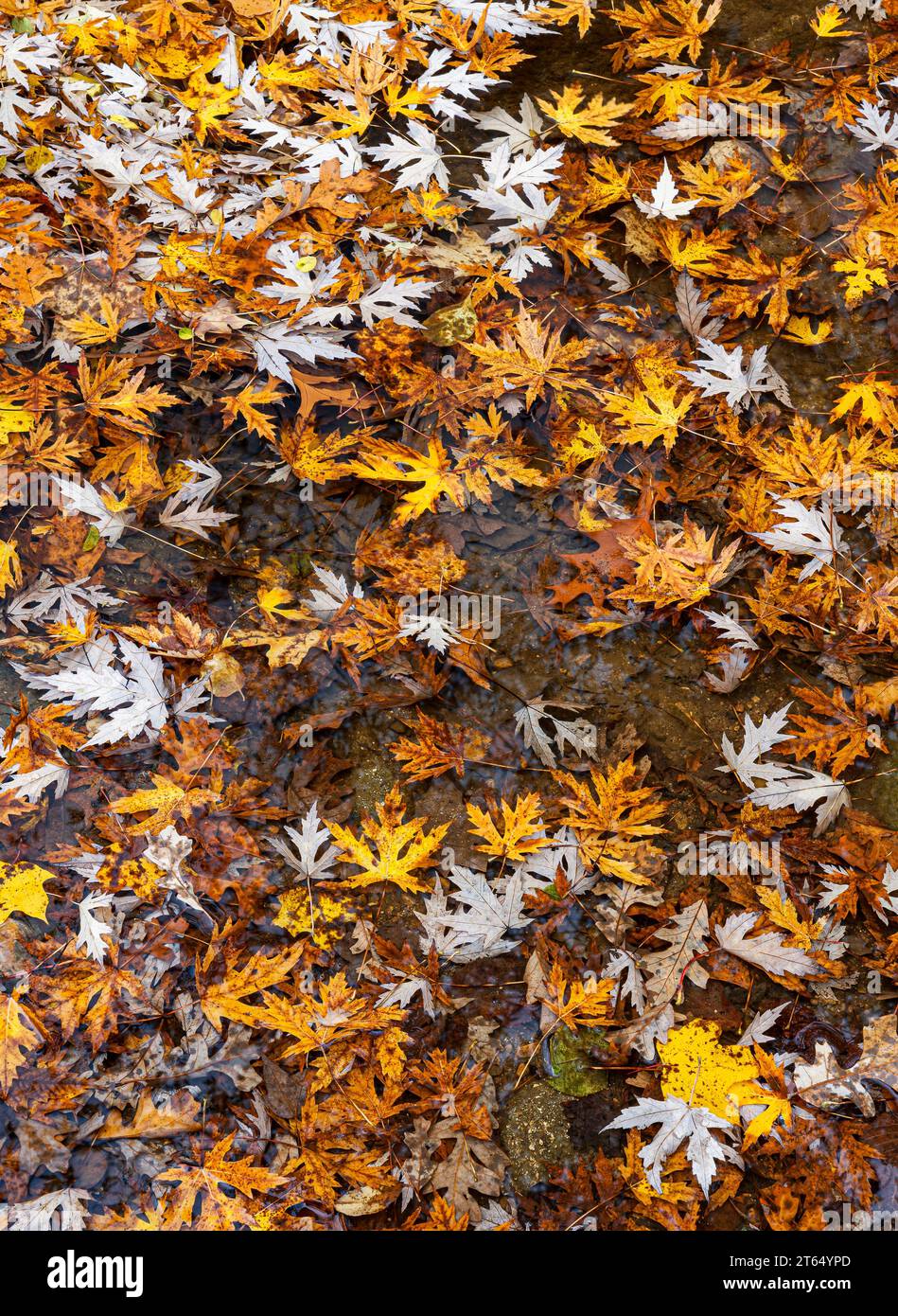 Silver Maple leaves (Acer saccharinum) cover the surface of the water ...
