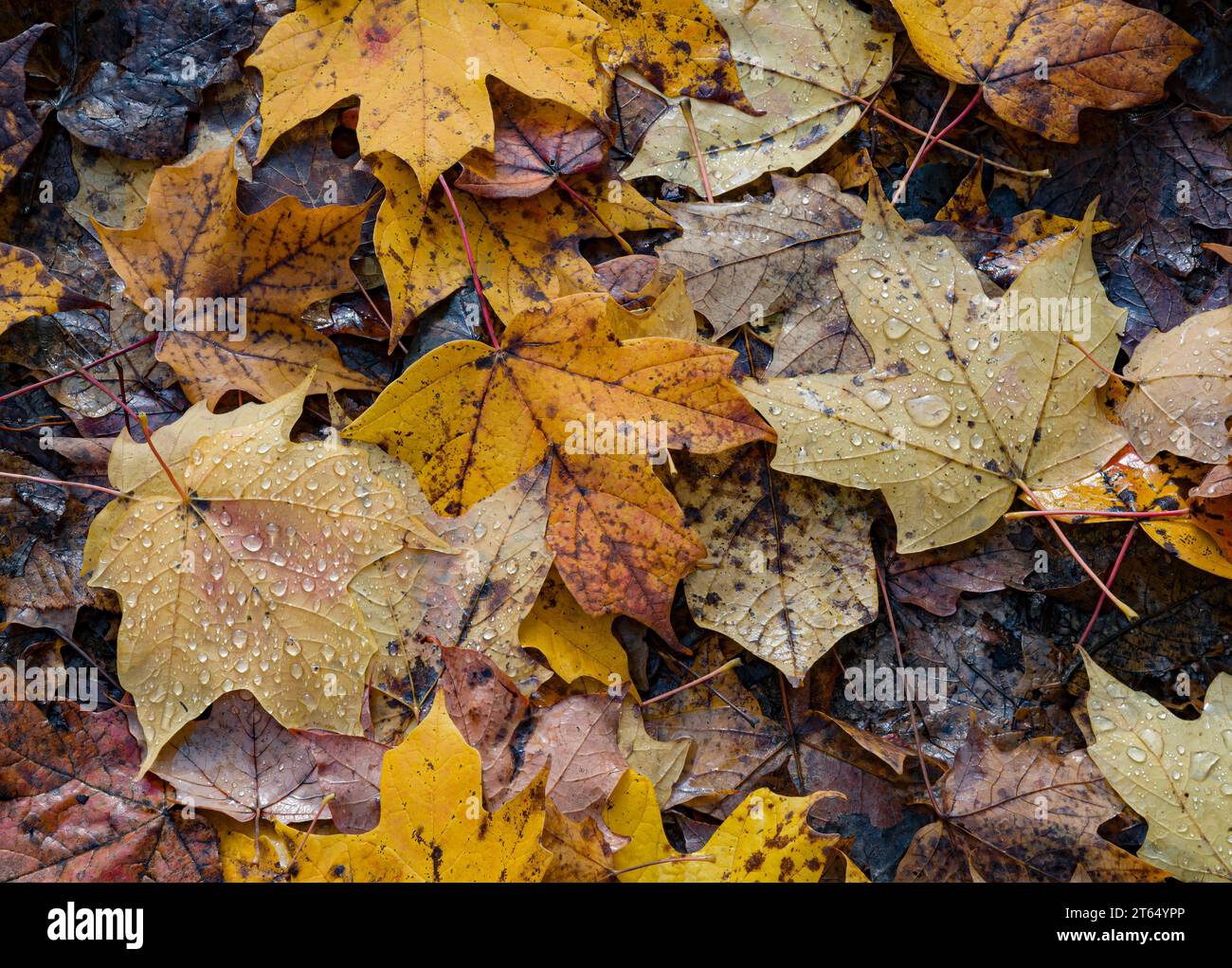 Raindrops from the pervious evening are left beading up on the backside ...