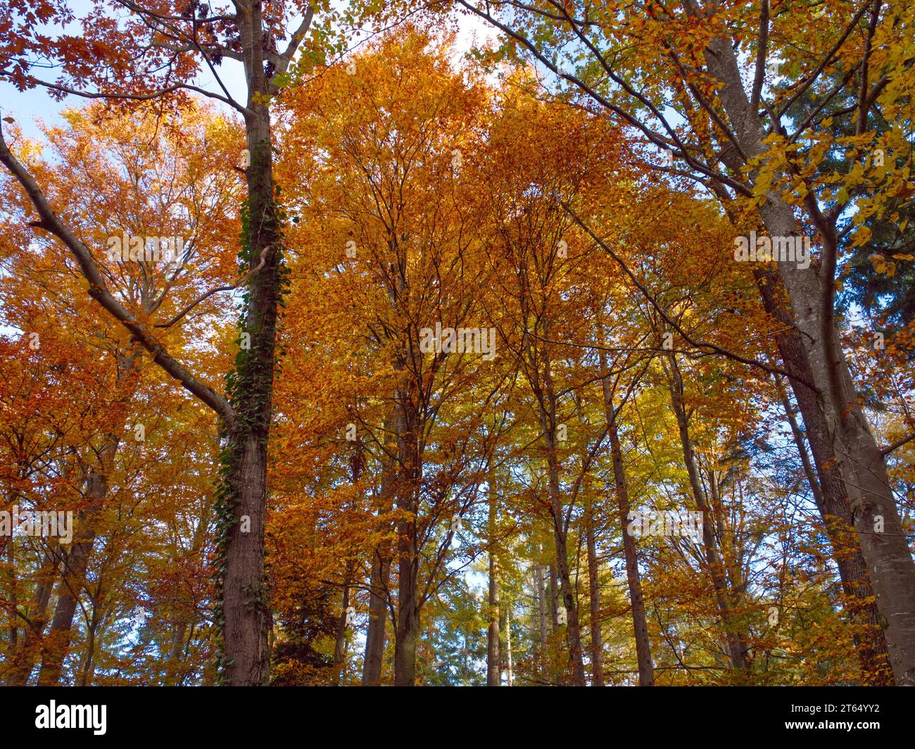 Bright illuminated colours atmospheric hi-res stock photography and ...