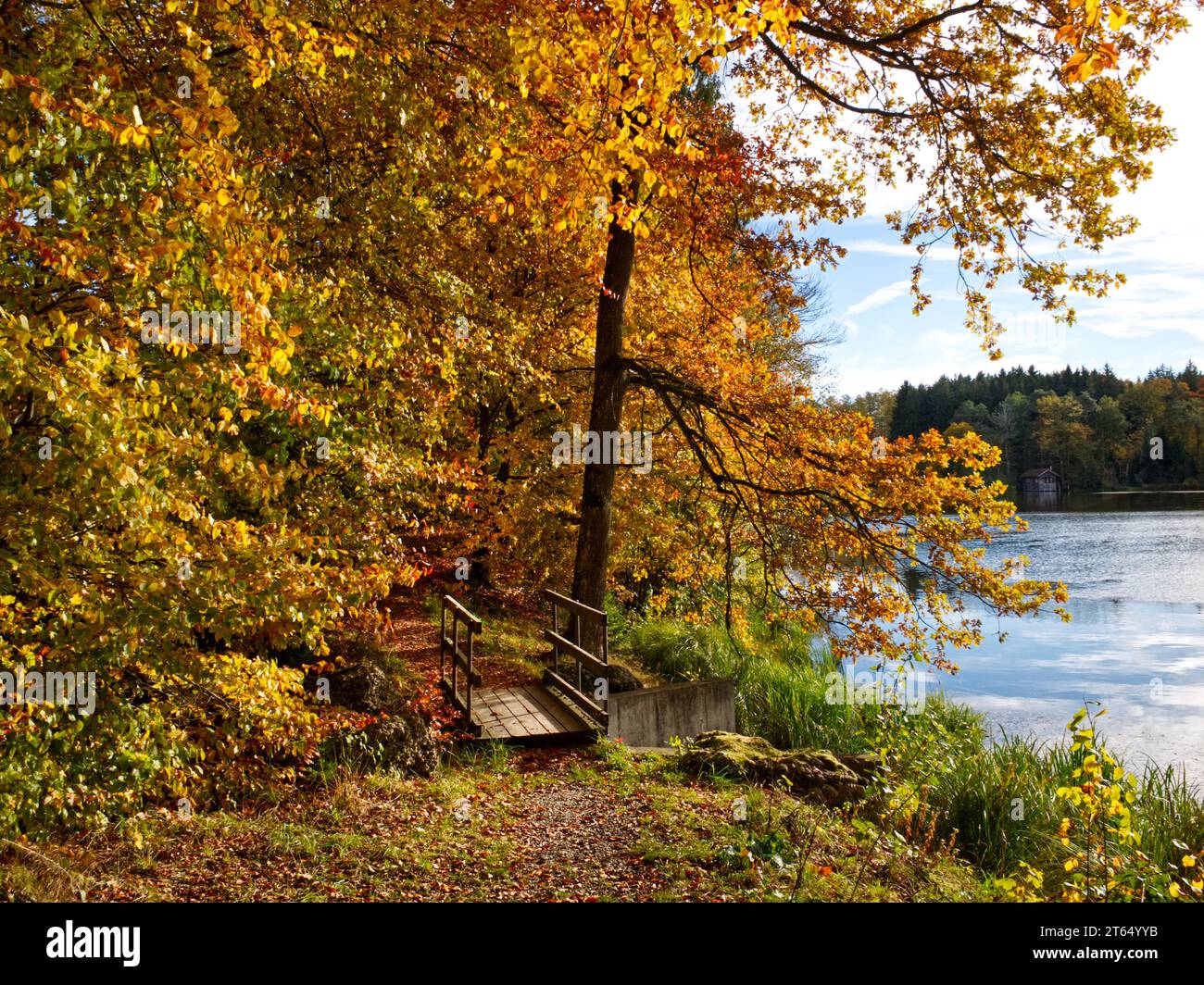Small bridge leading onto a path in the glowing autumn leaves Stock ...