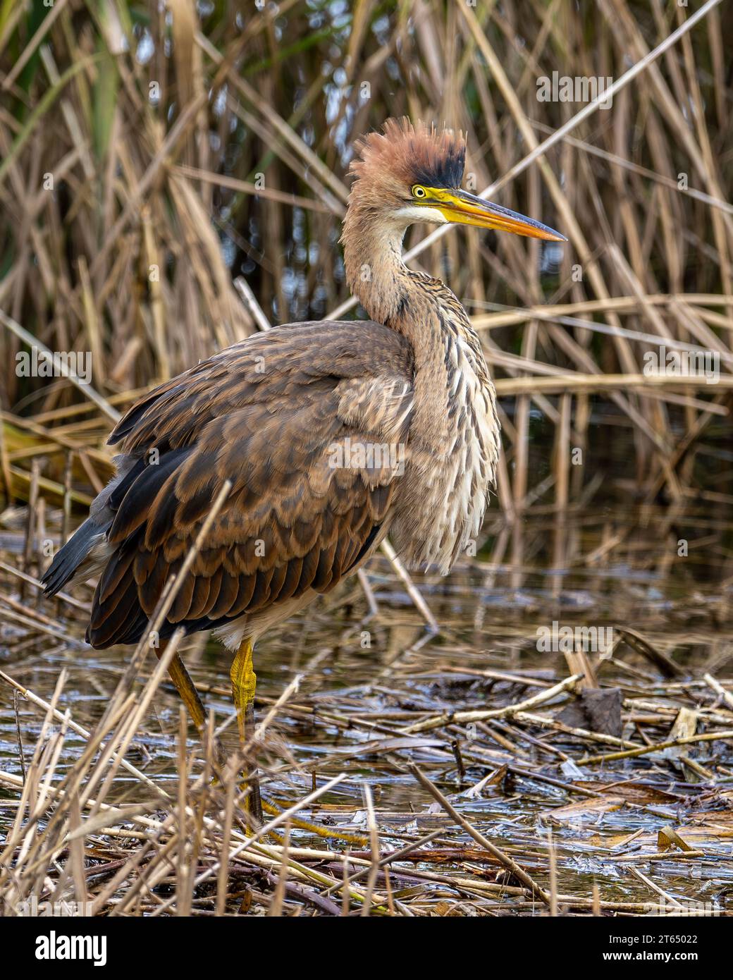 Purple Heron (Ardea purpurea Stock Photo - Alamy