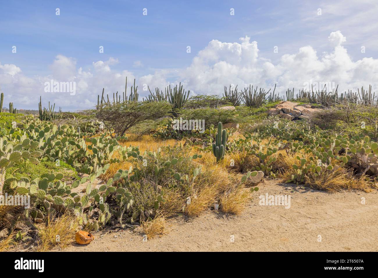 Beautiful vista of Aruba's desert landscape with cacti and other ...