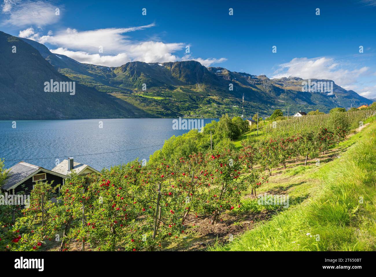 Apple trees on the shore of the Hardangerfjord, Lofthus, Vestland ...