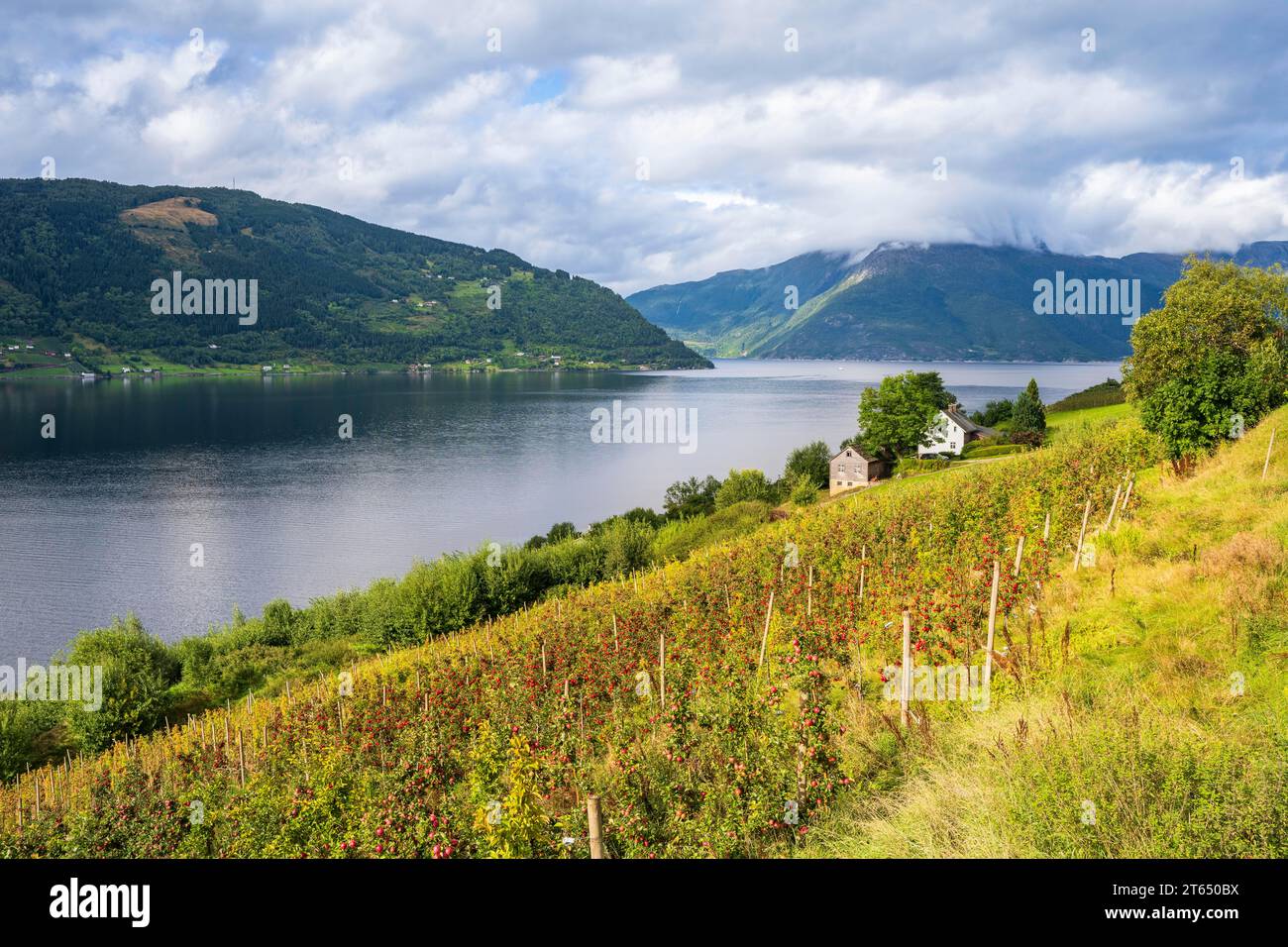 Apple trees on the shore of the Hardangerfjord, Lofthus, Vest Norway ...
