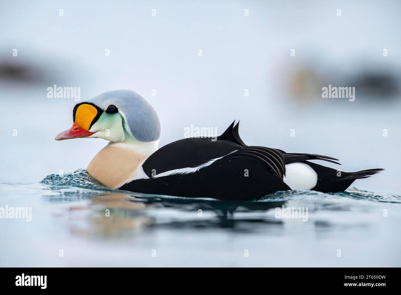 King eider (Somateria spectabilis), also known as King Eider, portrait ...