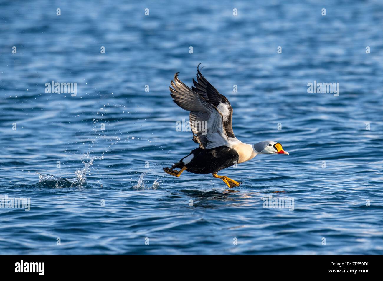 King eider flight hi-res stock photography and images - Alamy