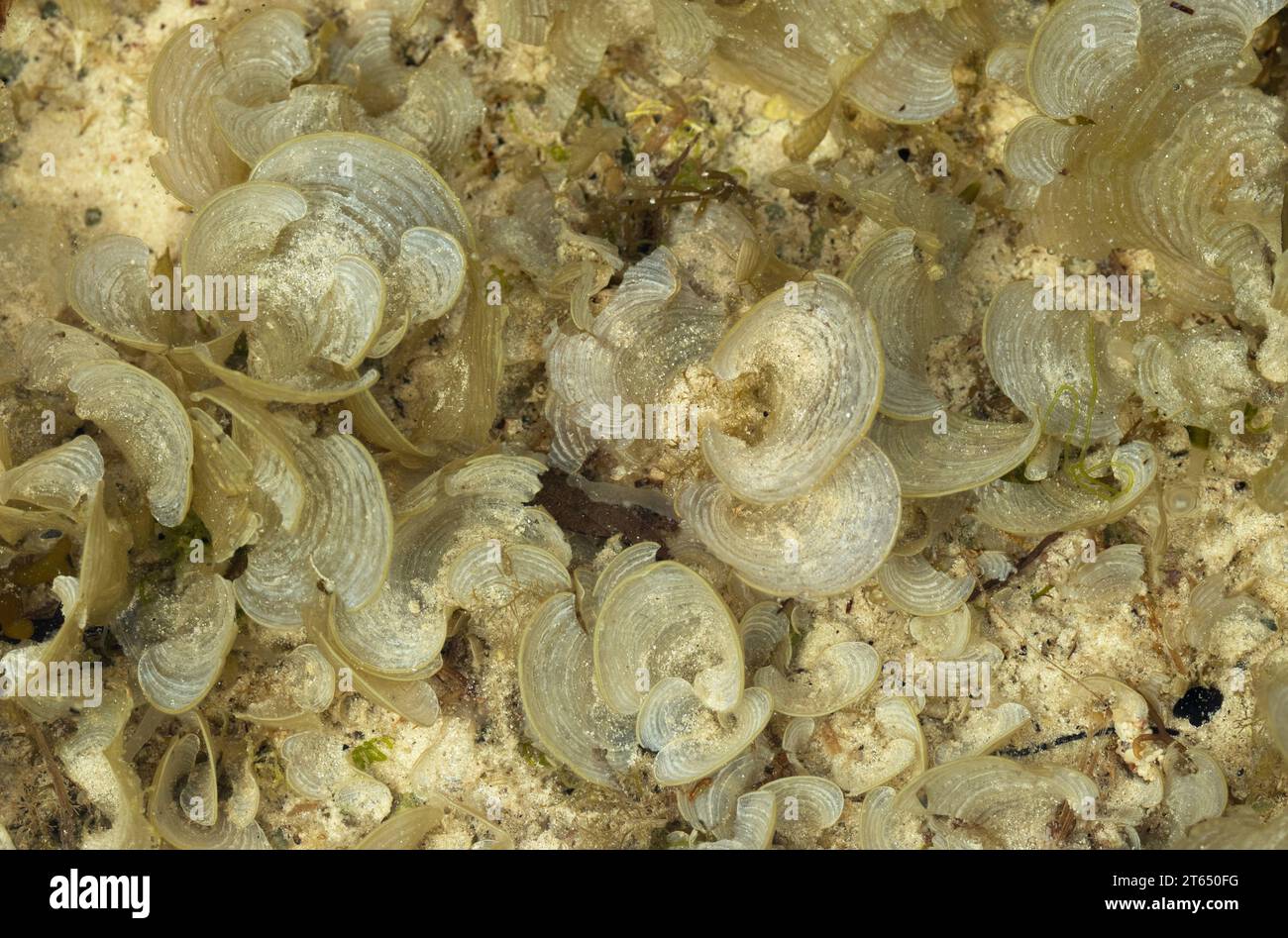 Growth rings coral hi-res stock photography and images - Alamy