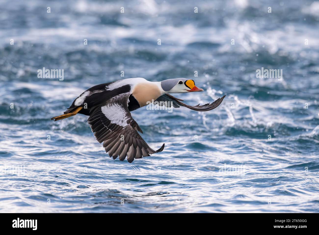 Male eider duck in flight hi-res stock photography and images - Alamy