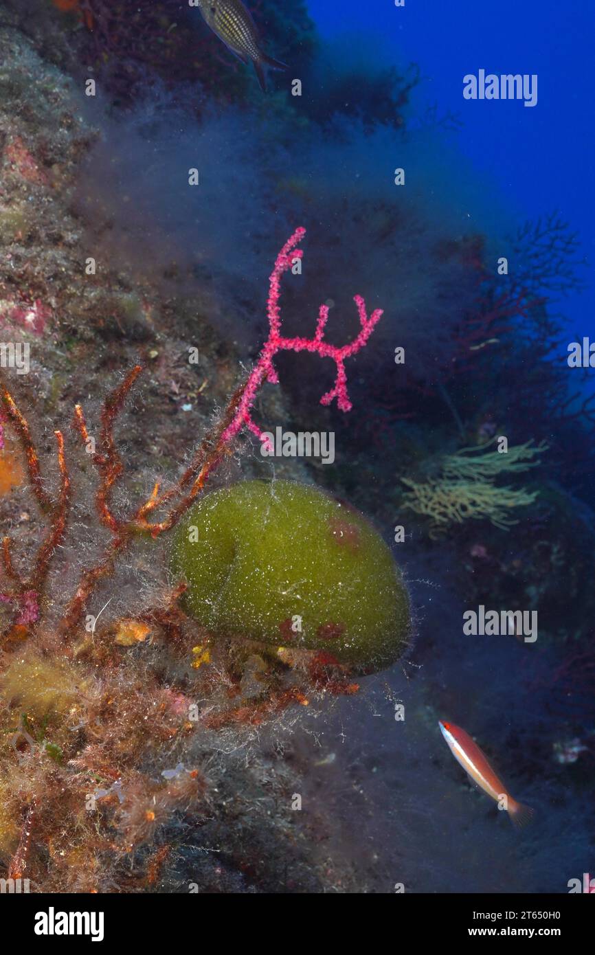 Sea ball, ball algae (Codium bursa), algae, in the Mediterranean Sea ...