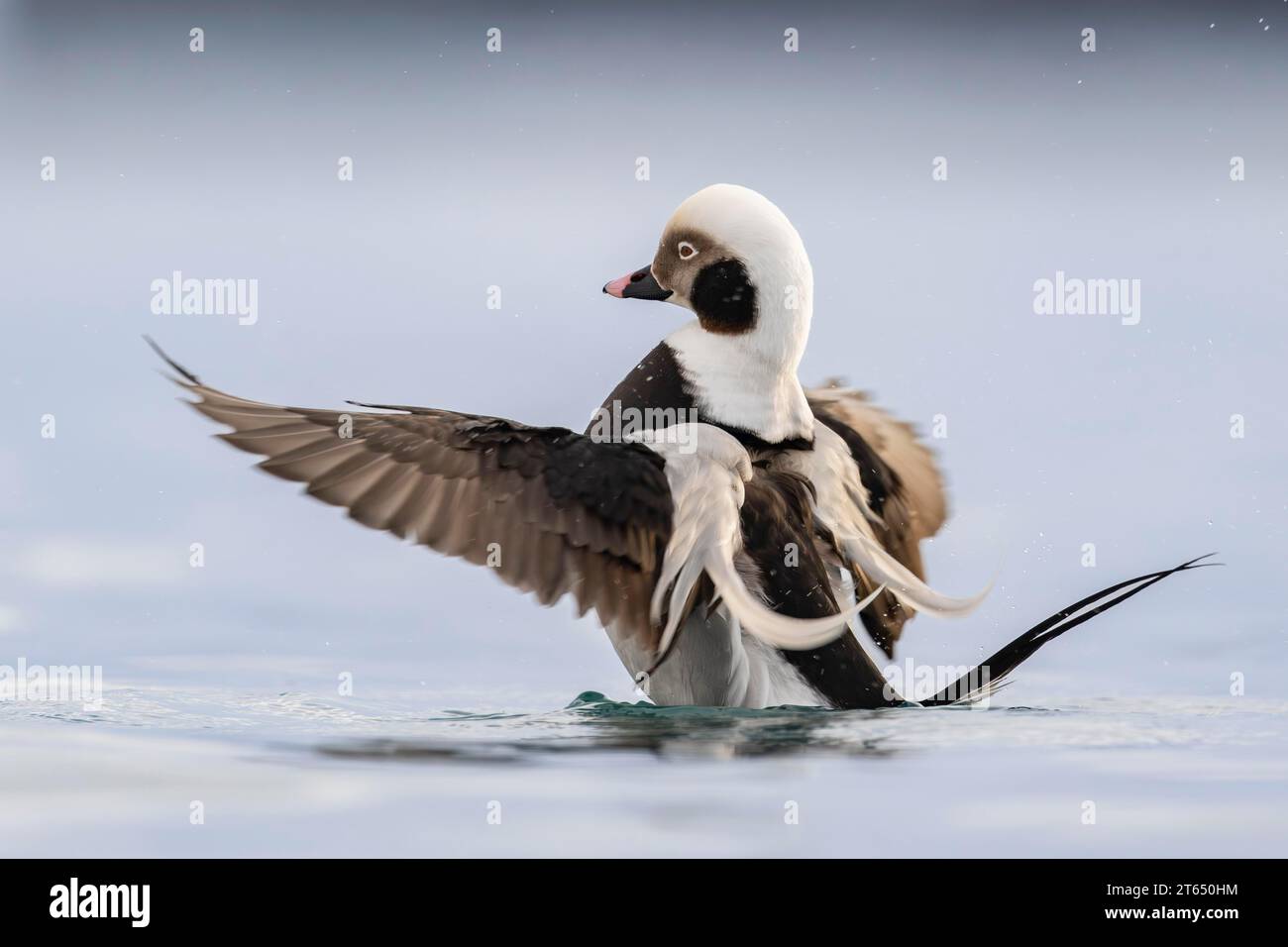 Norwegian duck hi-res stock photography and images - Alamy
