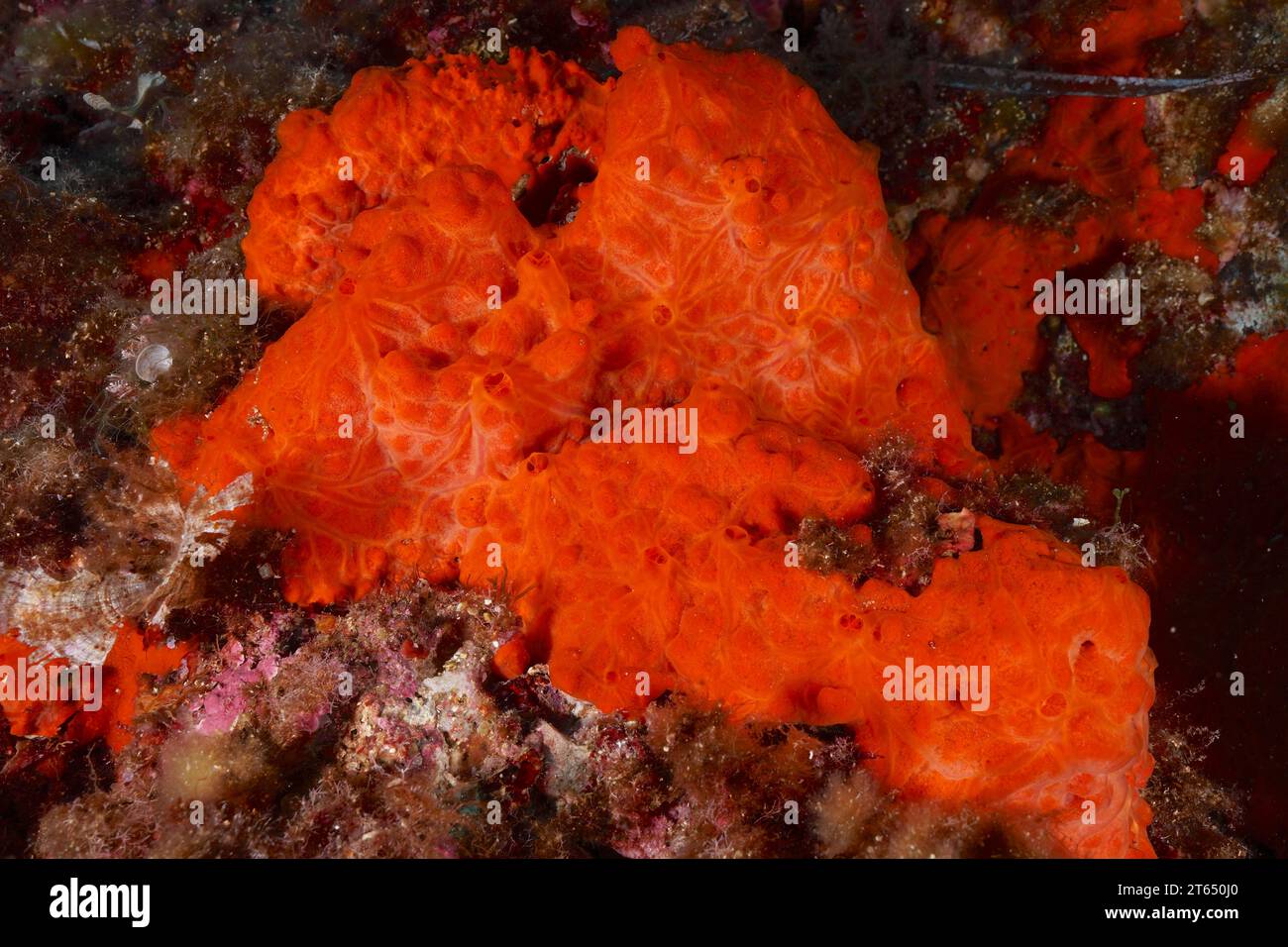 Orange upholstery sponge hi-res stock photography and images - Alamy