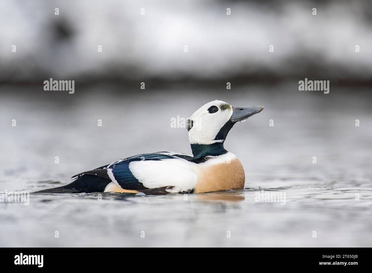 Steller's eider (Polysticta stelleri), male, colourful plumage, W ...