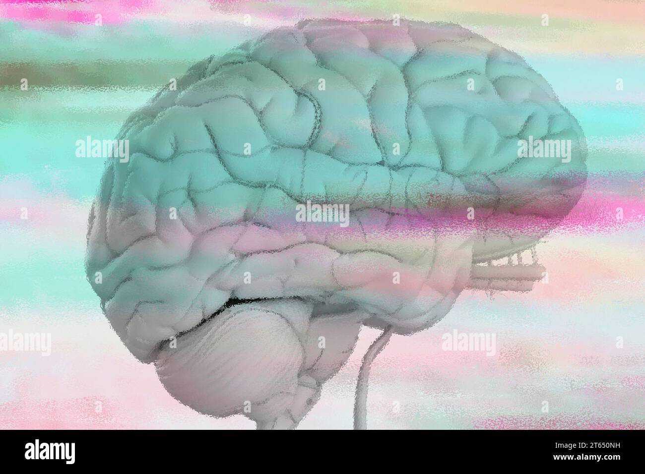 Illustration of the brain from the side Stock Photo - Alamy