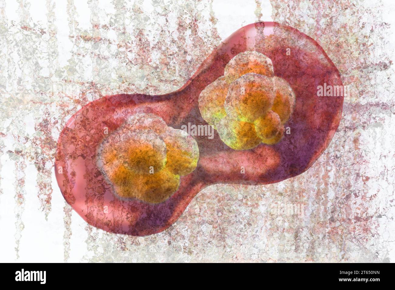 Cell division illustration Stock Photo - Alamy
