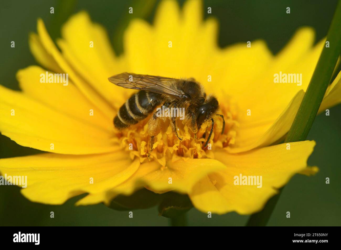 Natural closeup on a female Yellow-legged mining bee, Andrena flavipes ...