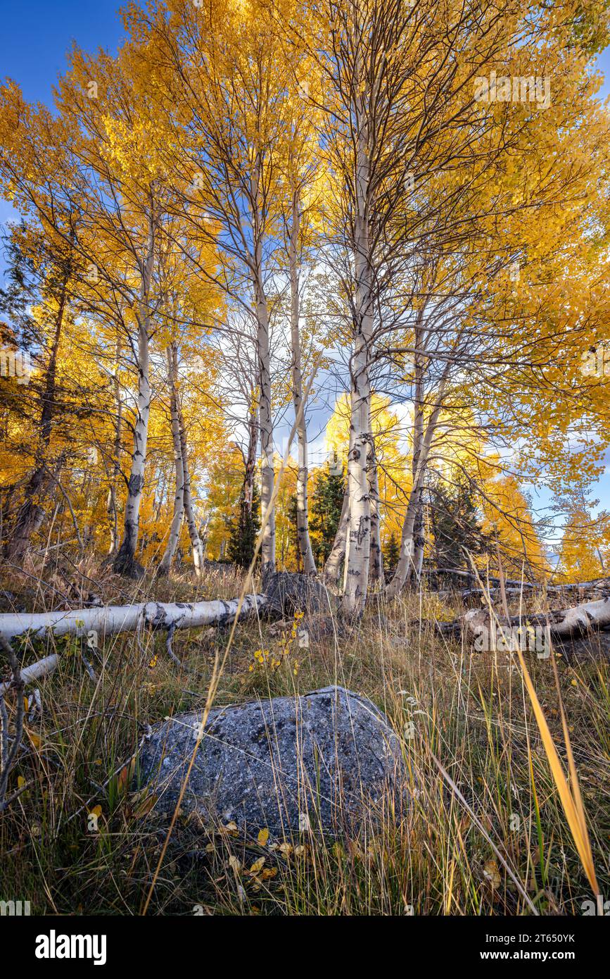 Hope Valley aspen trees in peak fall color Stock Photo - Alamy