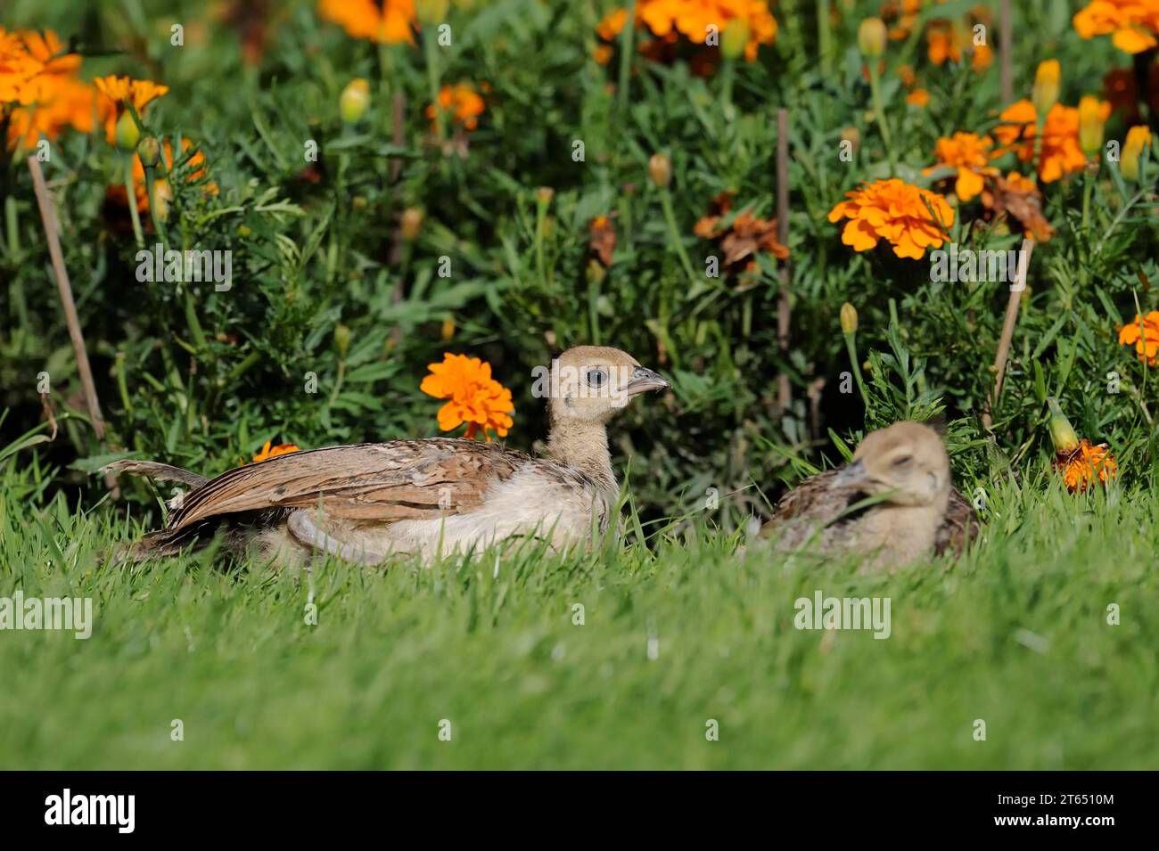 Indian peafowl (Pavo cristatus), chick, North Rhine-Westphalia, Germany ...