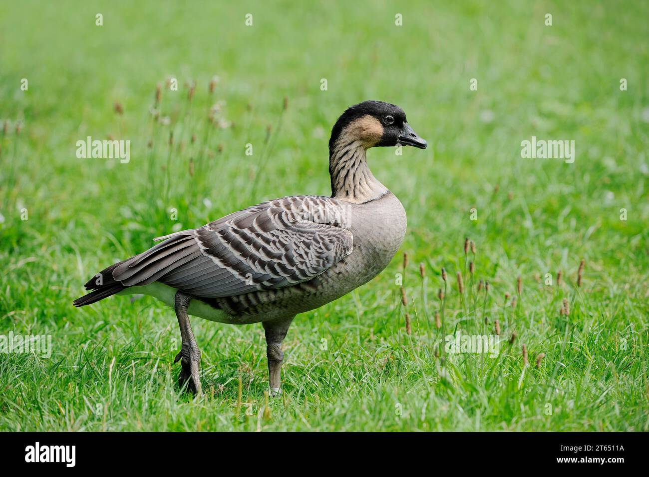 Hawaiian goose (Nesochen sandvicensis) or Nene goose, captive ...