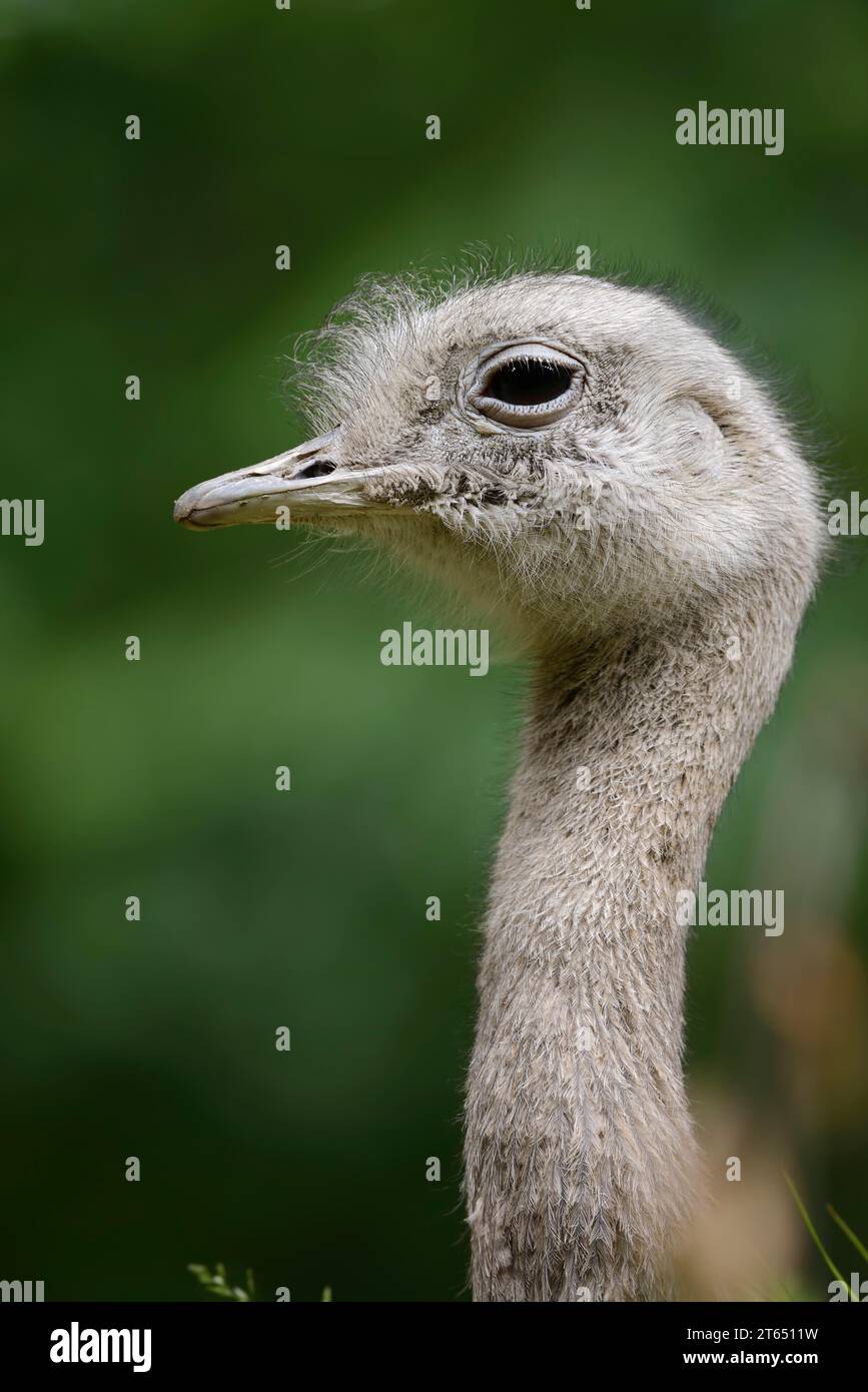 Darwin's rhea (Pterocnemia pennata) or lesser nandu, portrait ...