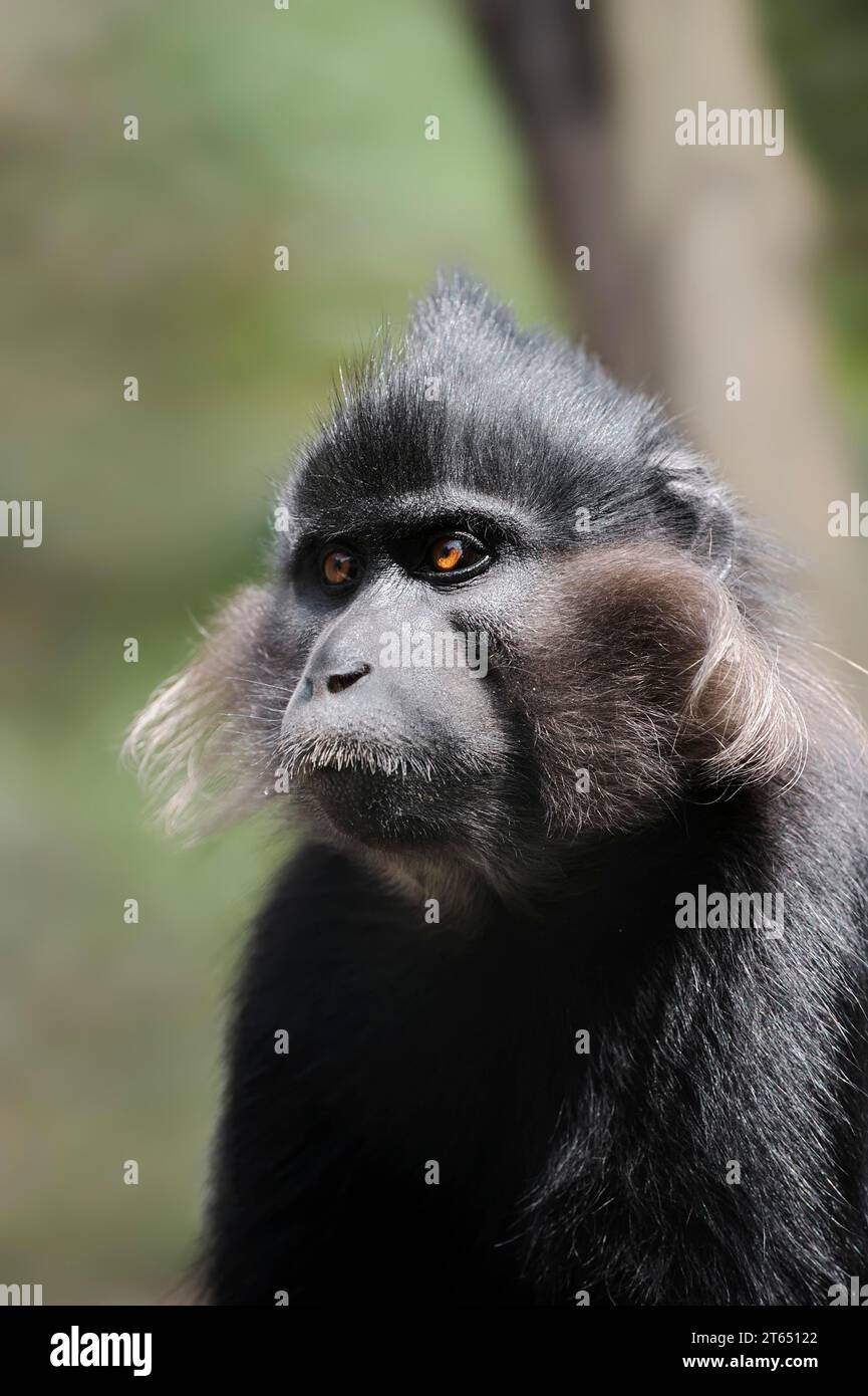 Black crested mangabey in captivity hi-res stock photography and images ...
