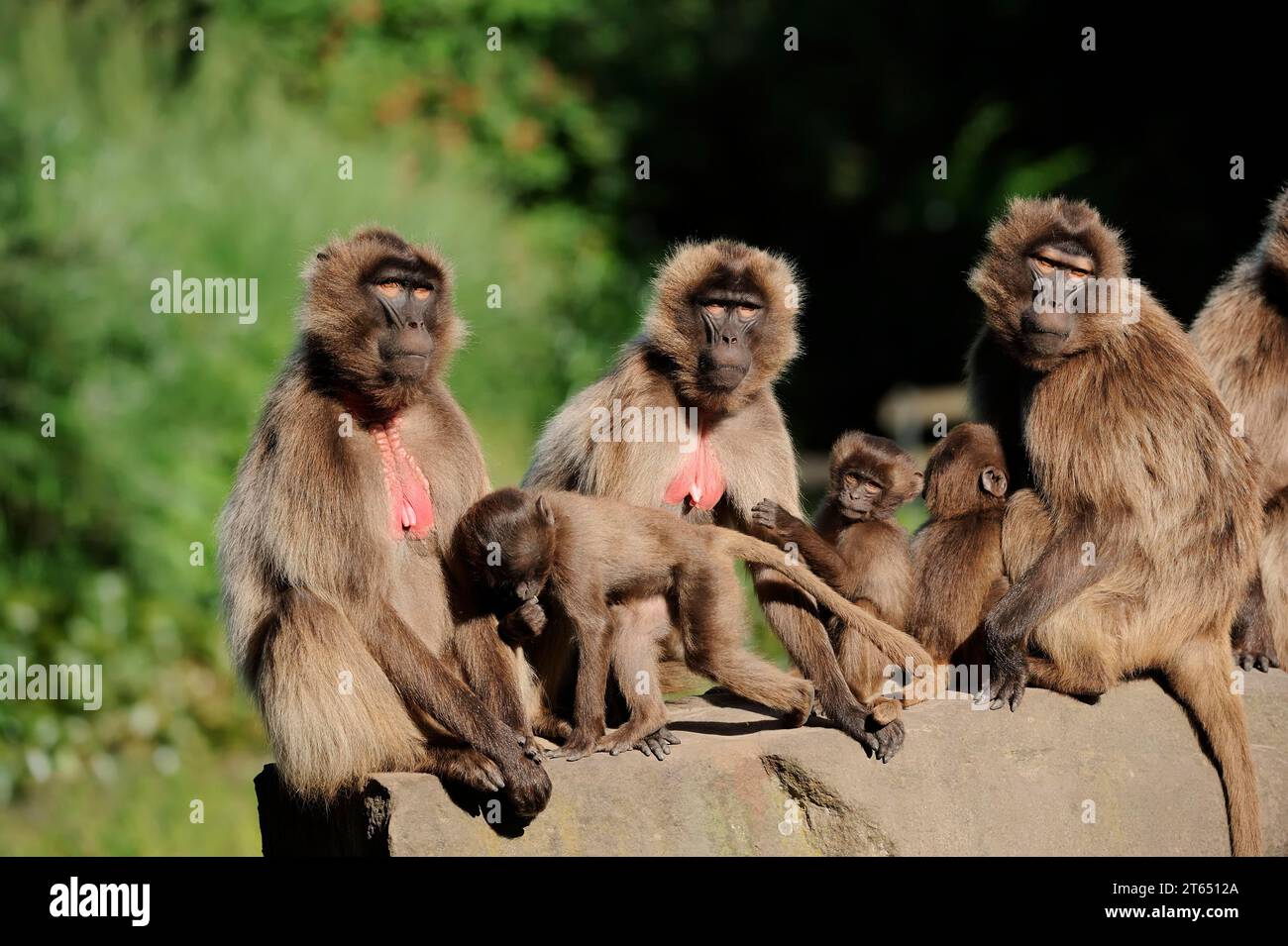 Djelada or gelada baboon (Theropithecus gelada), females and juveniles ...
