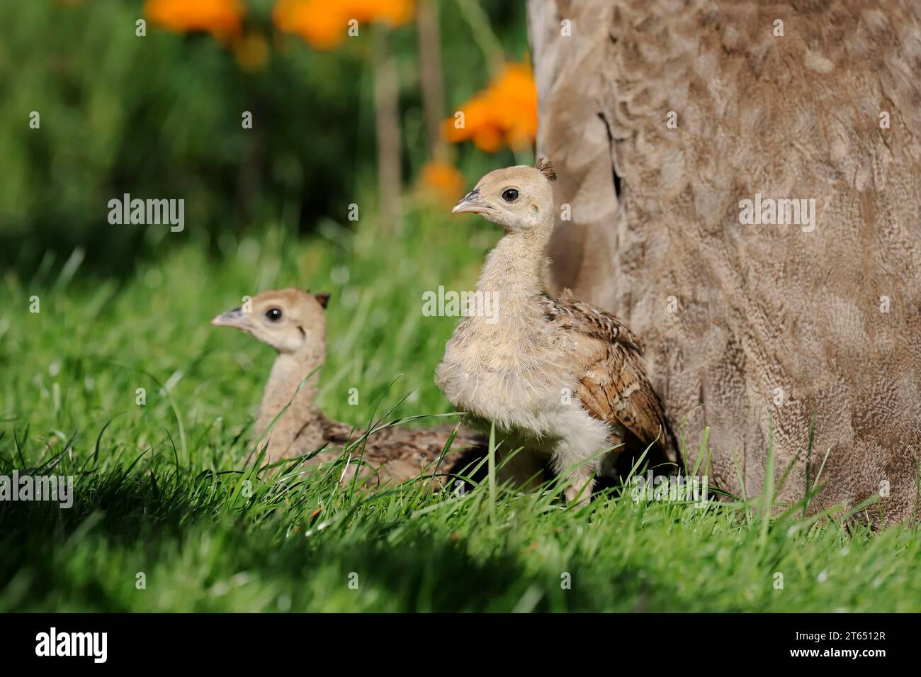 Indian peafowl (Pavo cristatus), chick, North Rhine-Westphalia, Germany ...