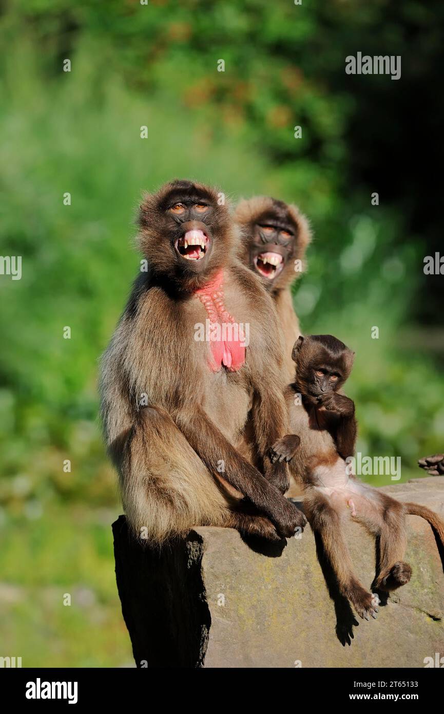 Djelada or gelada baboon (Theropithecus gelada), female with young ...