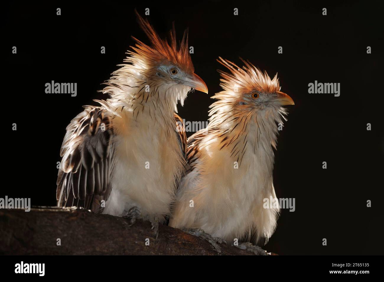 Guira cuckoo (Guira guira), captive, occurring in South America Stock ...