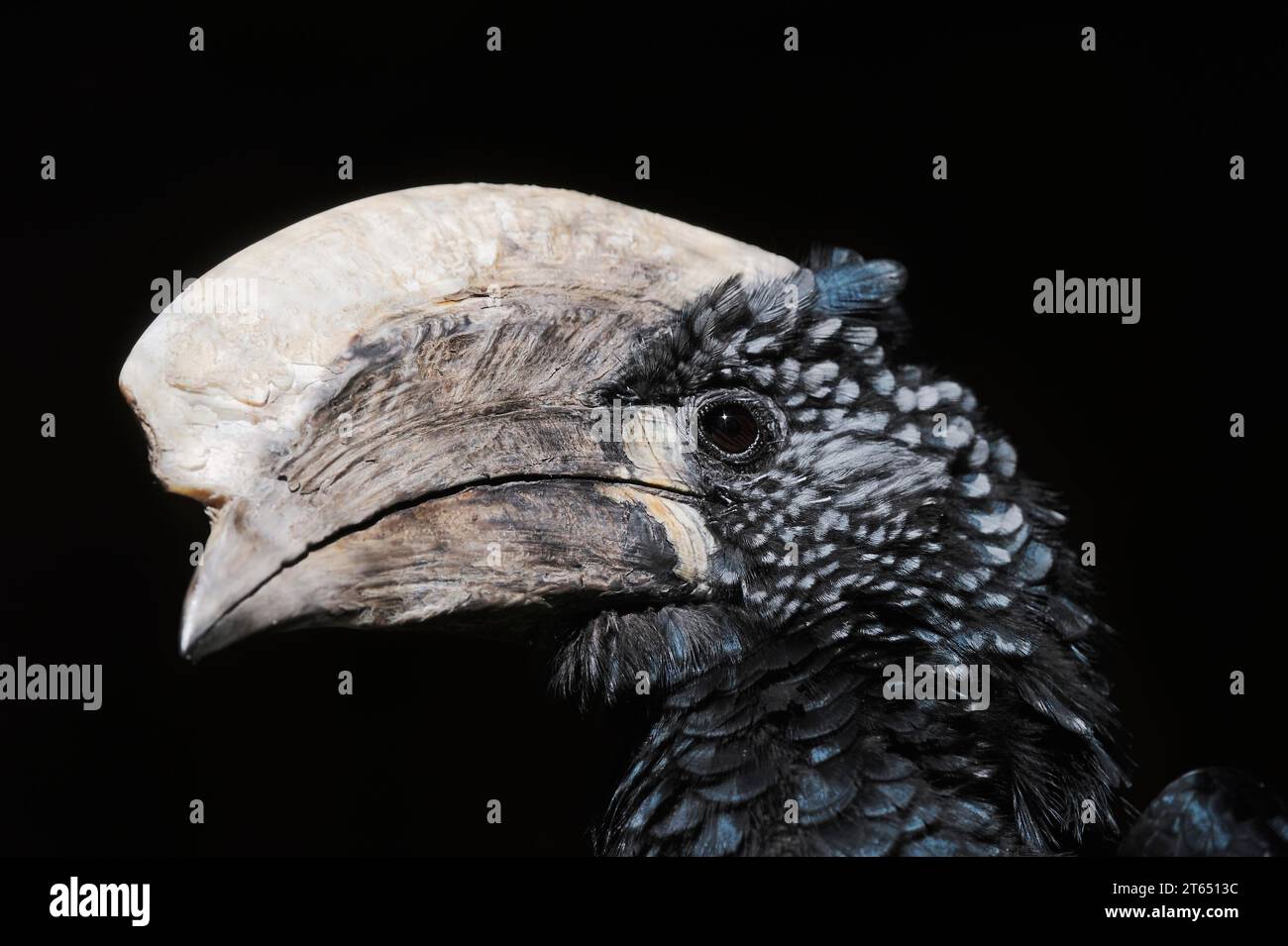 Silver-cheeked hornbill (Bycanistes brevis), male, captive, occurrence ...