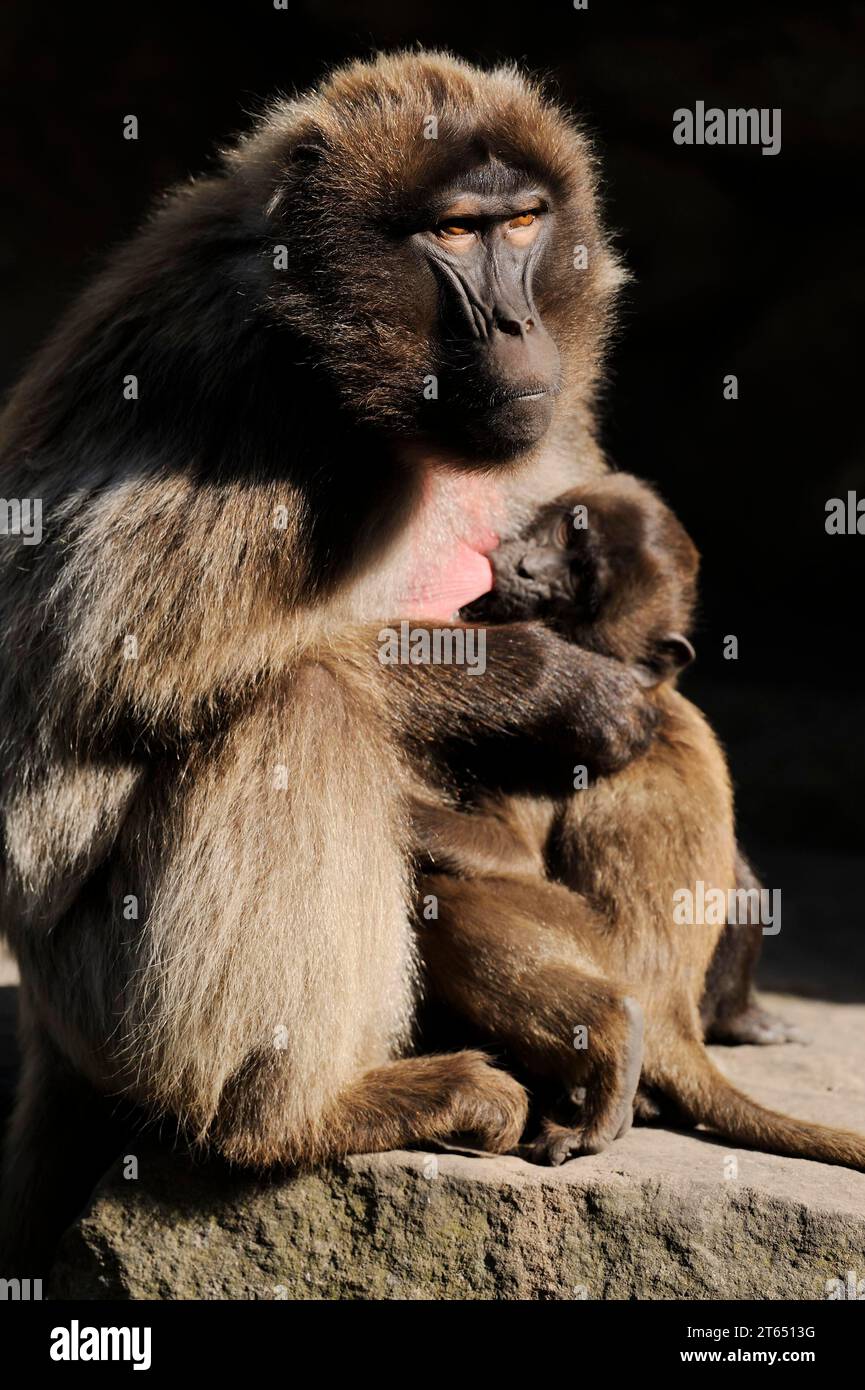 Djelada or gelada baboon (Theropithecus gelada), female with young ...