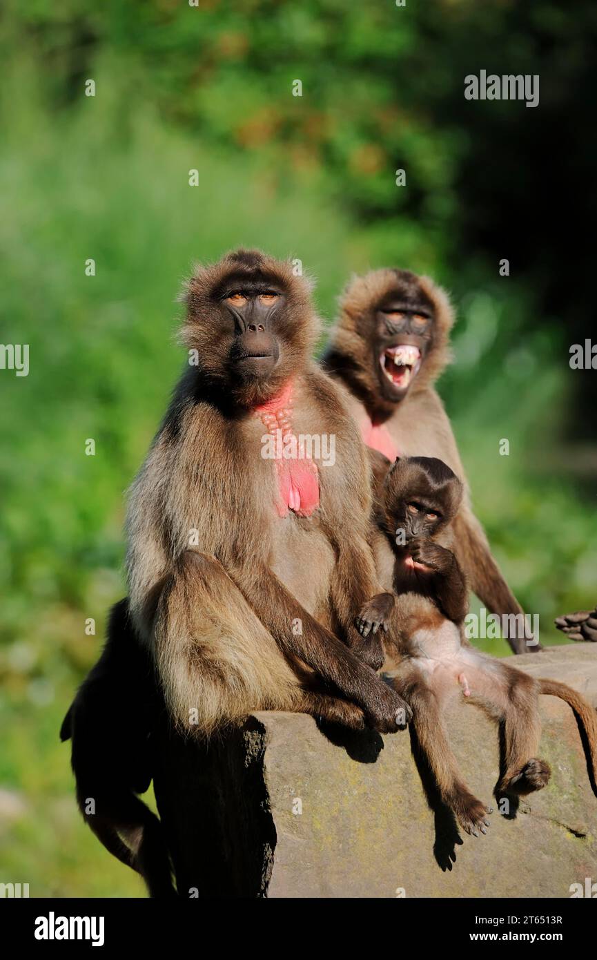 Djelada or gelada baboon (Theropithecus gelada), female with young ...