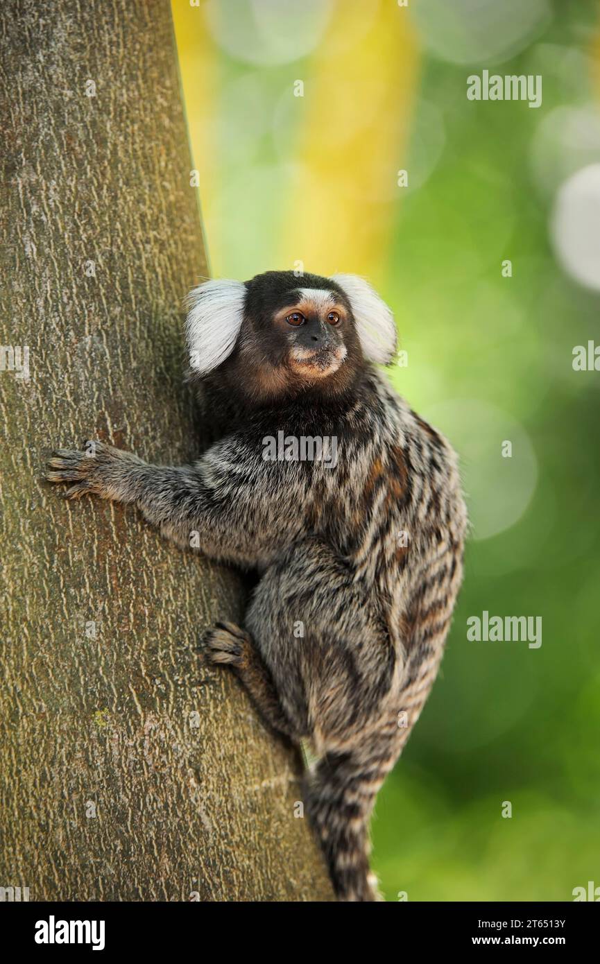 Common marmoset (Callithrix jacchus), captive, occurrence in Brazil ...