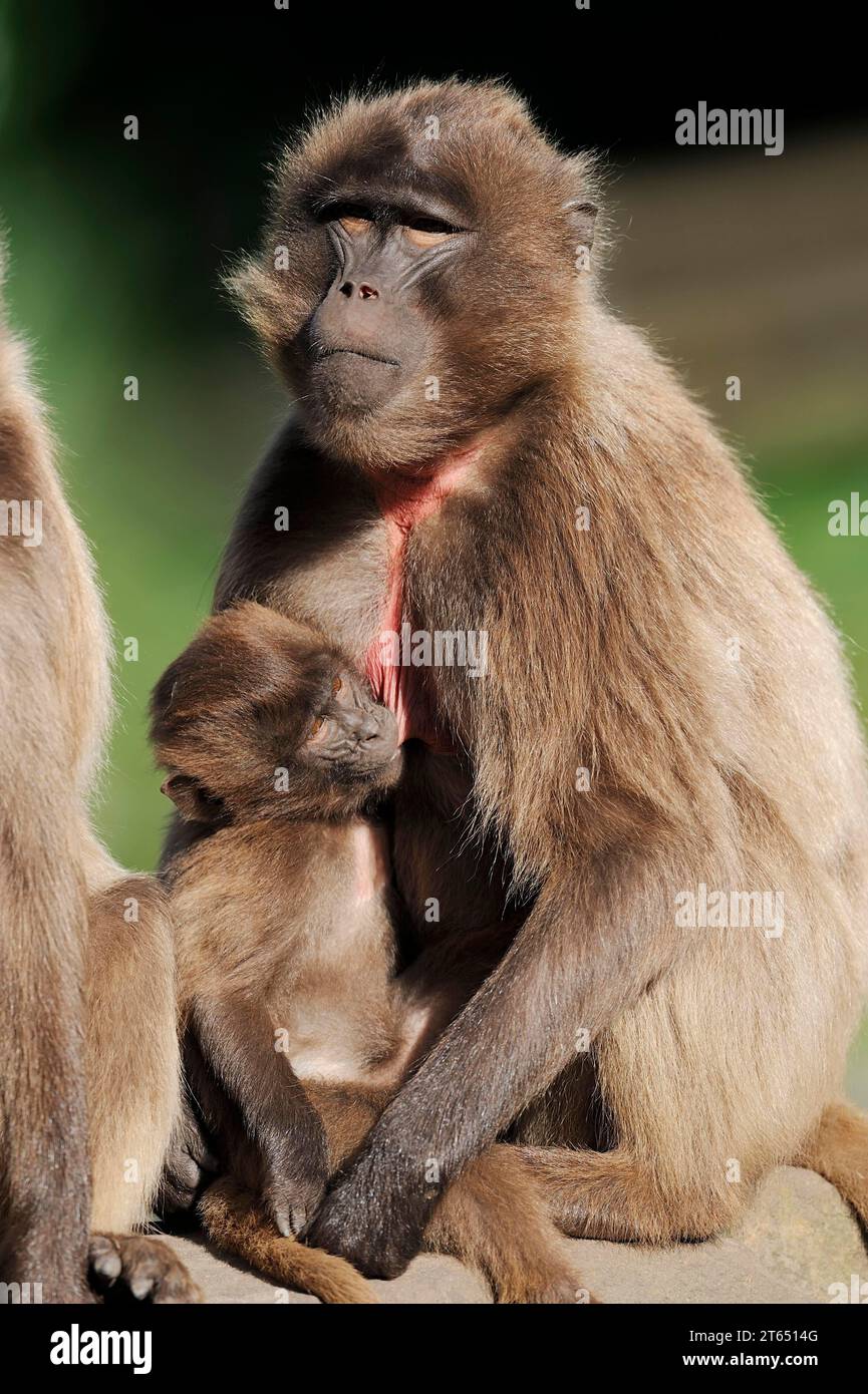 Djelada or gelada baboon (Theropithecus gelada), female with young ...