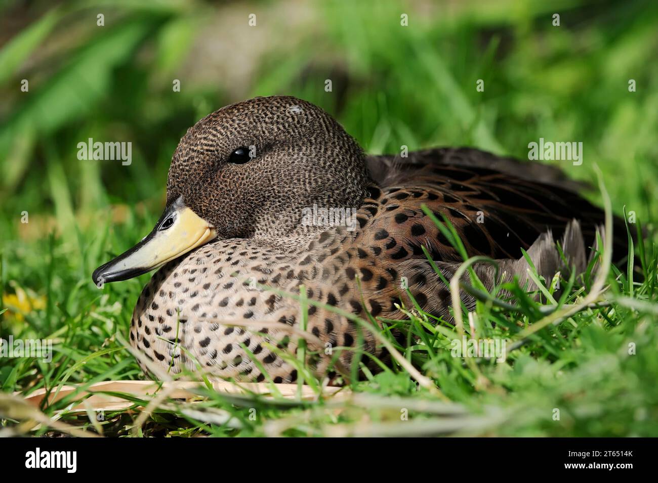 Brown-headed duck or yellow-billed teal (Anas flavirostris), captive ...